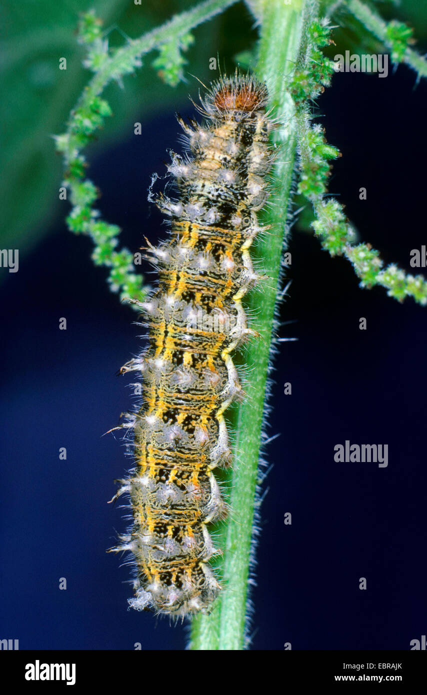 Distelfalter (Vanessa Cardui, Cynthia Cardui, Pyrameis Cardui ...