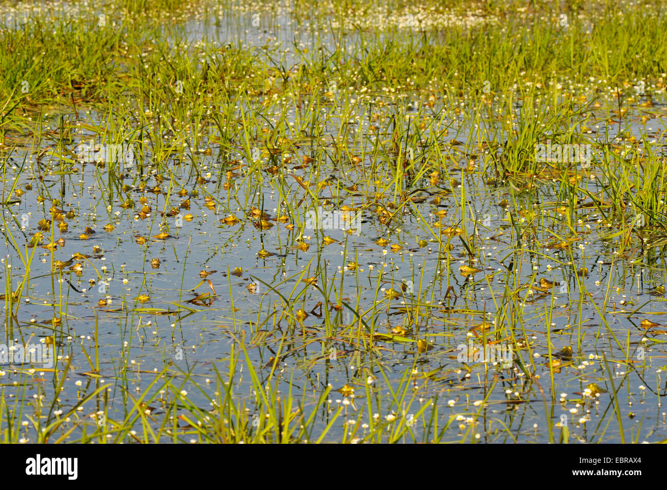 Bündeln Sie, Frosch, kleine Waterfrog (Rana Lessonae, außer Lessonae ...