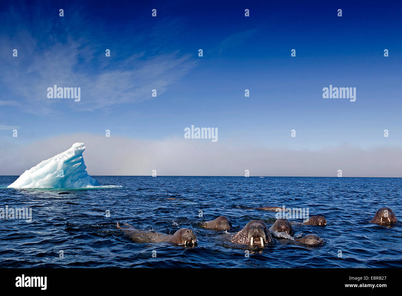 Walross (Odobenus Rosmarus), Walrosse im arktischen Ozean mit Eisberg ...