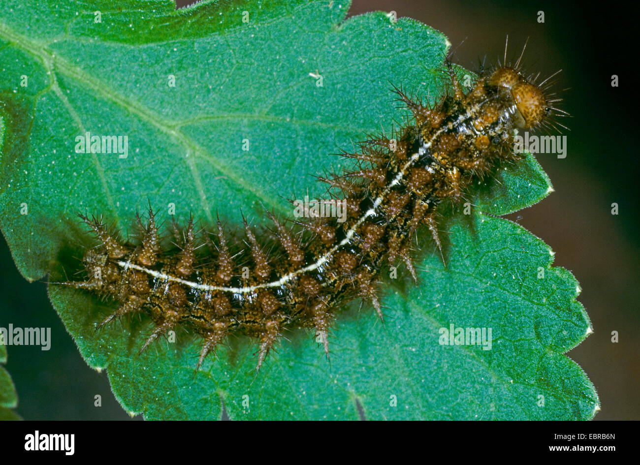 Distelfalter (Vanessa Cardui, Cynthia Cardui, Pyrameis Cardui ...