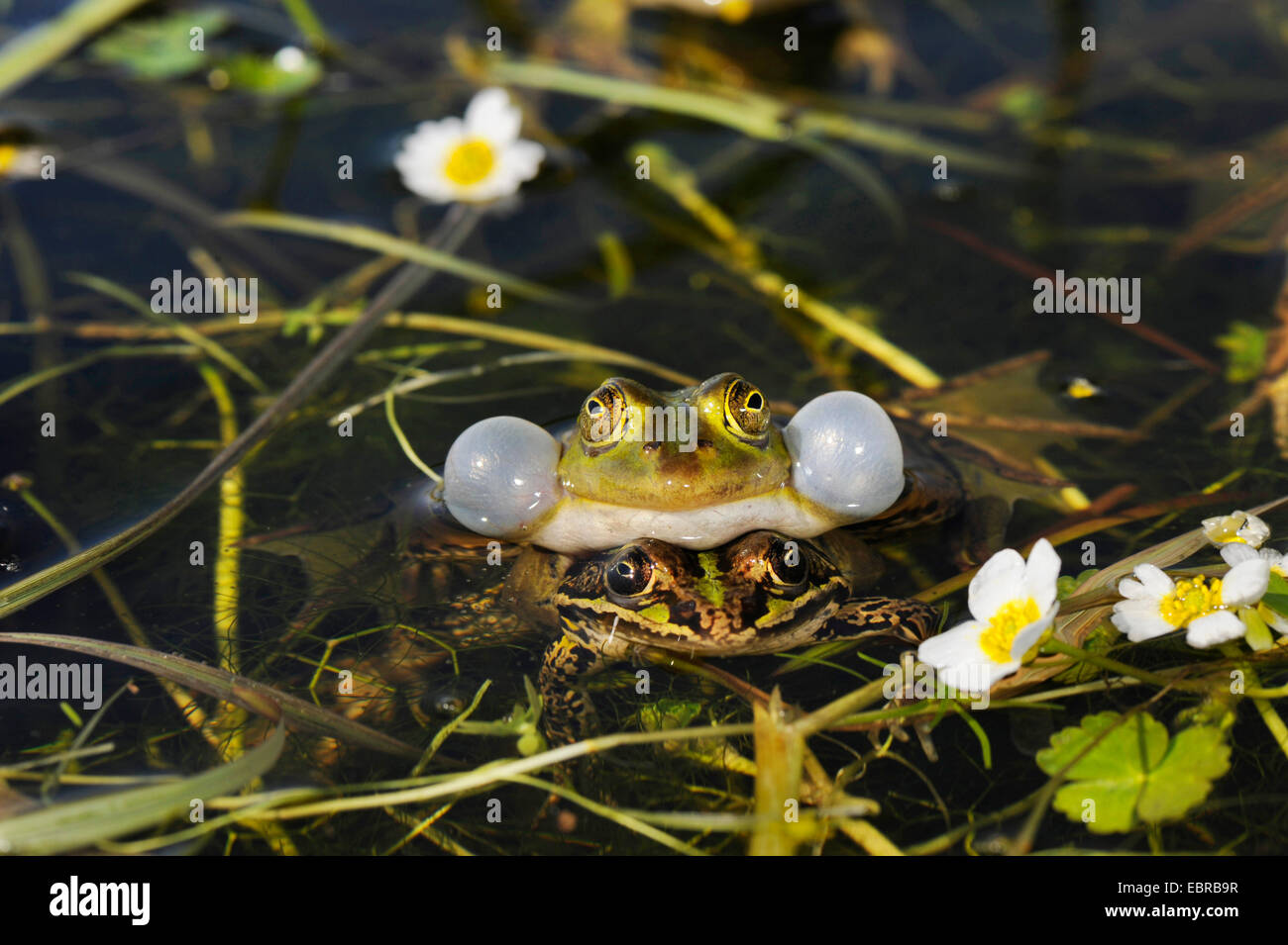 Pool-Frosch, kleine Waterfrog (Rana Lessonae, außer Lessonae, Rana ...