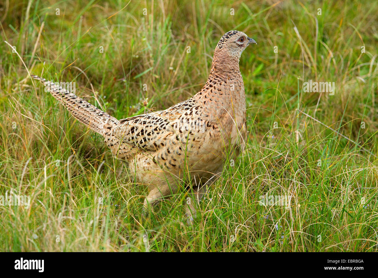 gemeinsamen Fasan, Kaukasus Fasane, kaukasische Fasan (Phasianus ...