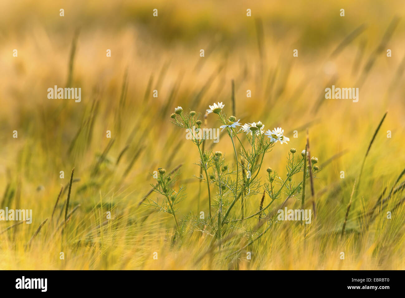 Geruchlos Mayweed, geruchlose Kamille (Tripleurospermum Perforatum ...