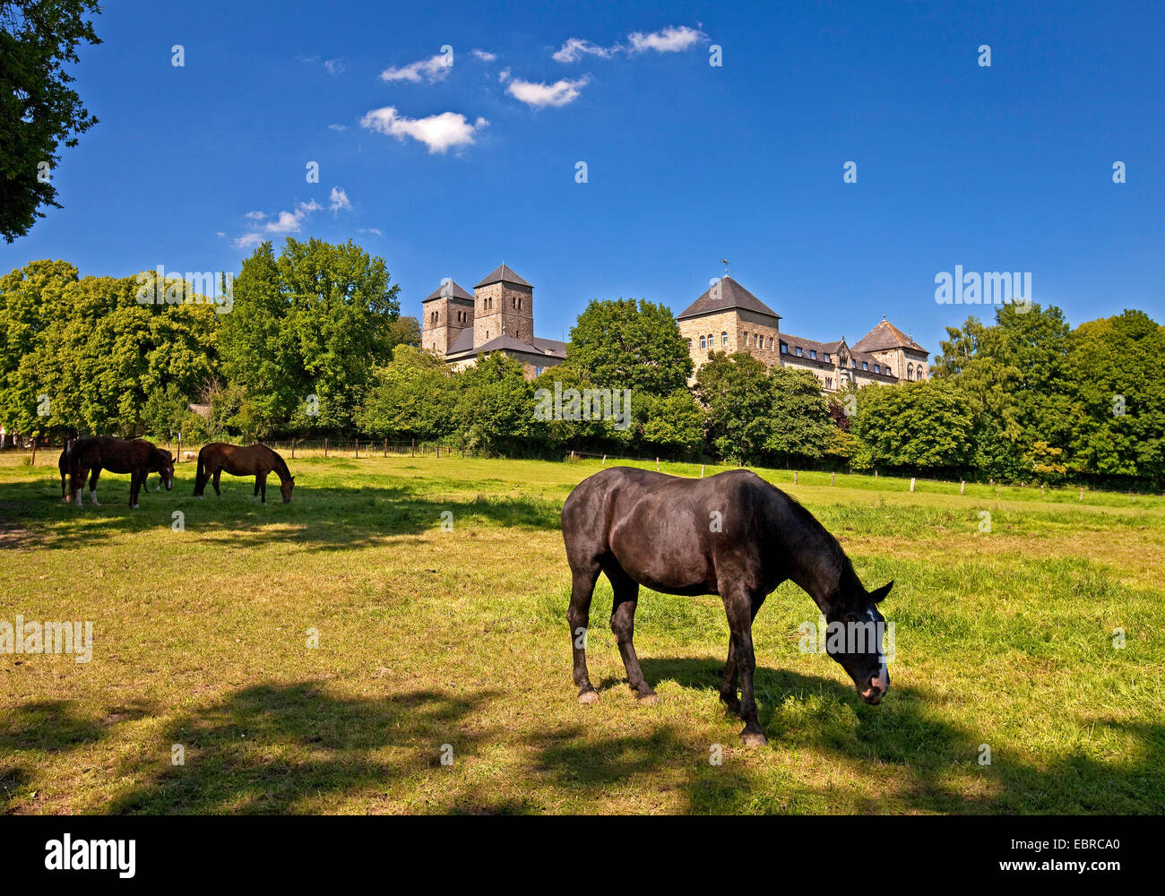 Baum In Vier Jahreszeiten Stockfotos und -bilder Kaufen - Alamy