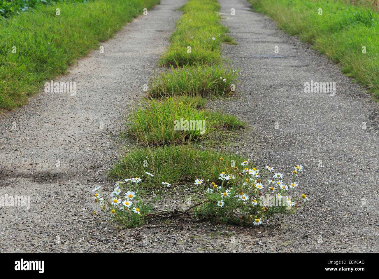 Tripleurospermum perforatum -Fotos und -Bildmaterial in hoher Auflösung ...