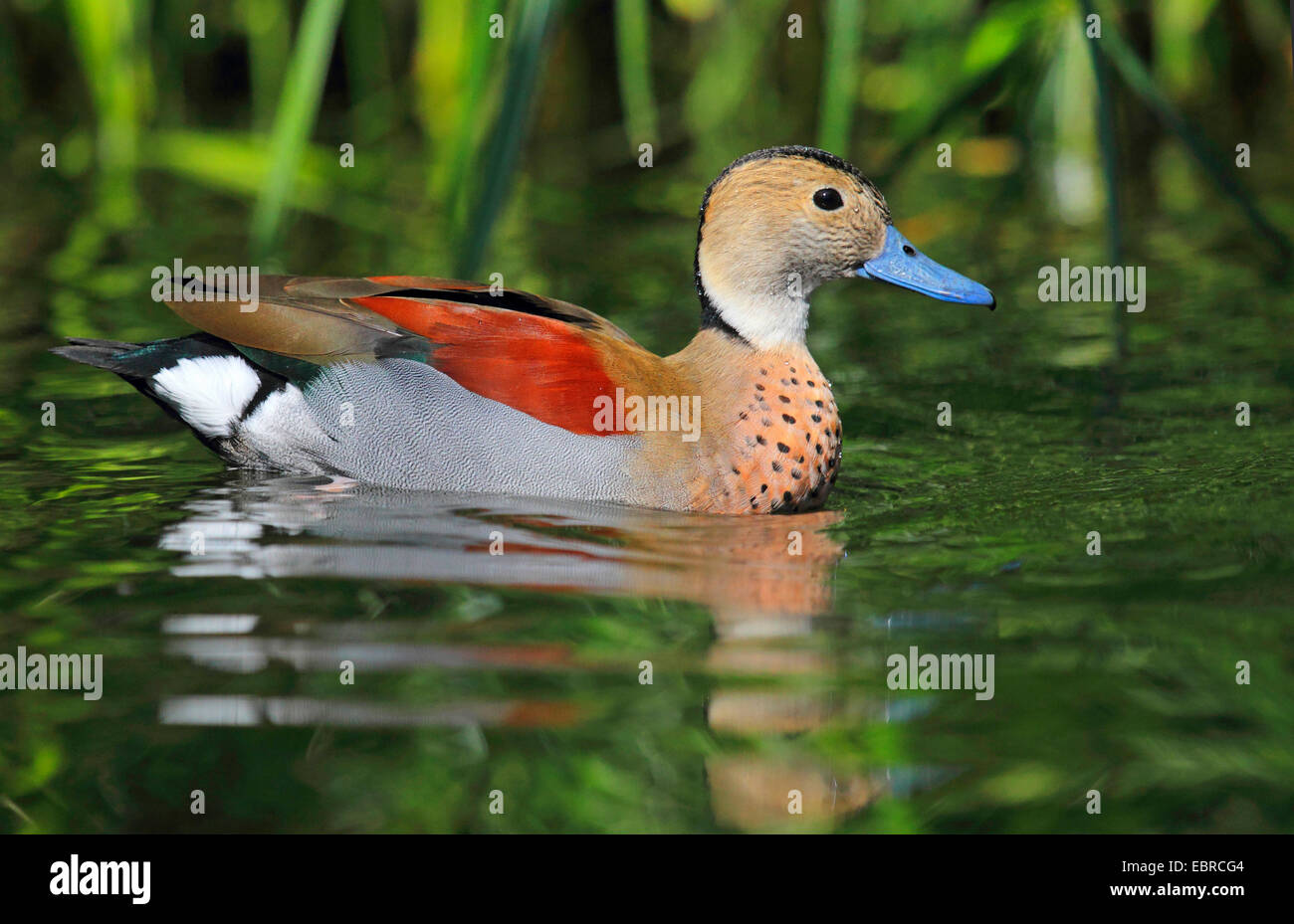 Ringed teals -Fotos und -Bildmaterial in hoher Auflösung – Alamy