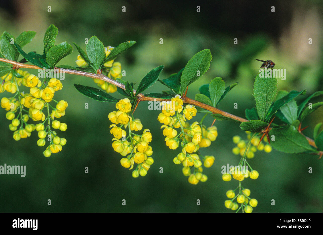 Berberis vulgaris -Fotos und -Bildmaterial in hoher Auflösung – Alamy
