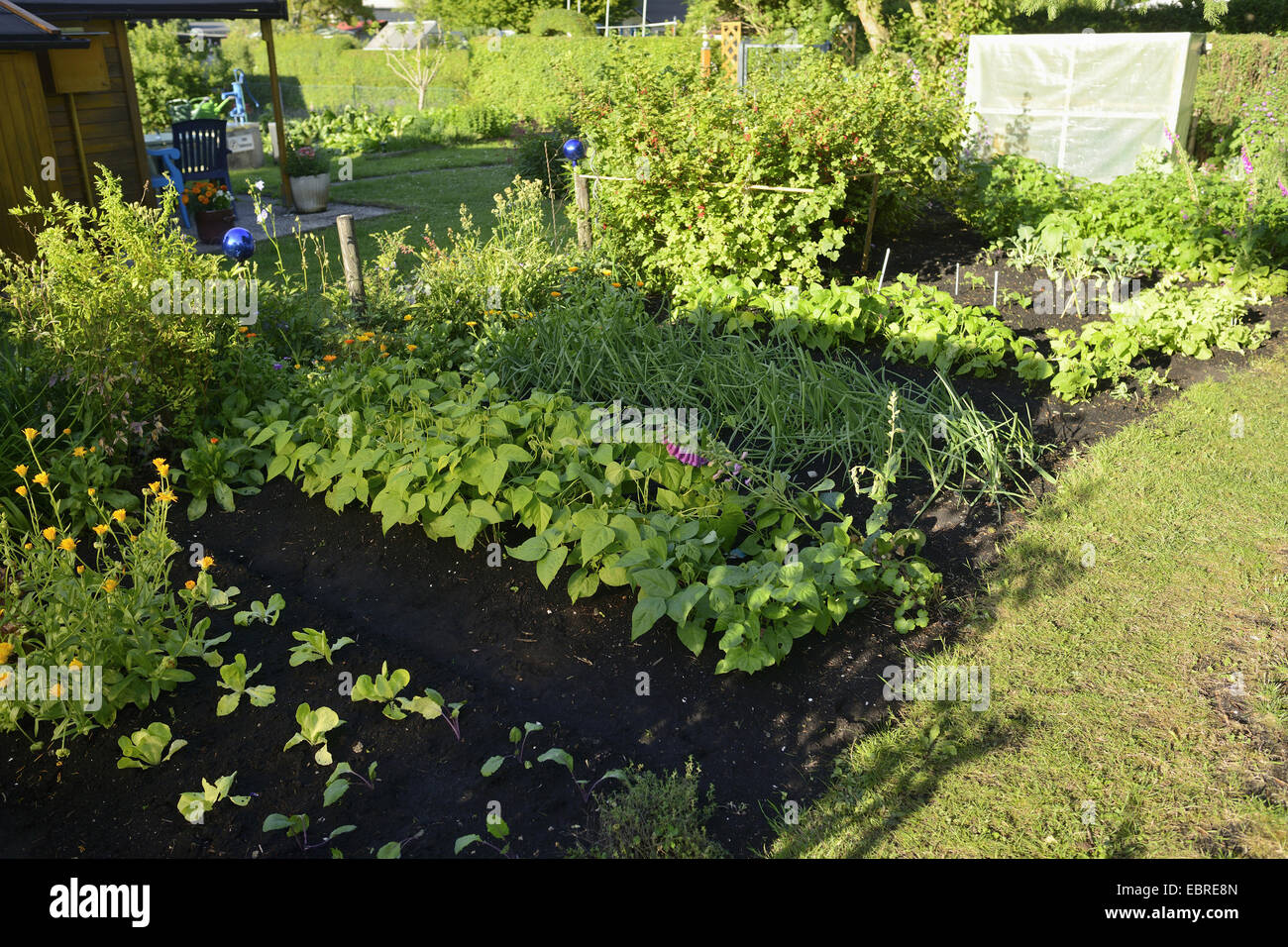 Gemüsegarten deutschland -Fotos und -Bildmaterial in hoher Auflösung ...