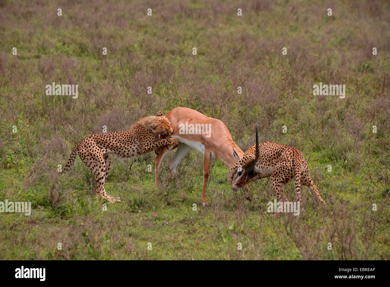Geparden jagen gazellen -Fotos und -Bildmaterial in hoher Auflösung – Alamy