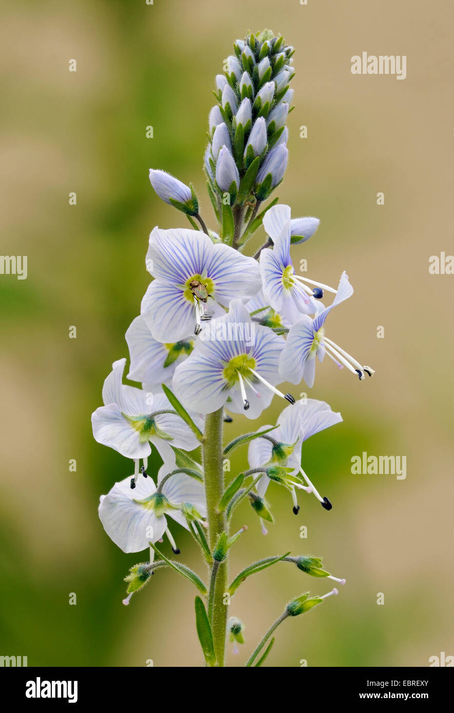 Ehrenpreis-Blume - Veronica-Arten im Garten Stockfotografie - Alamy
