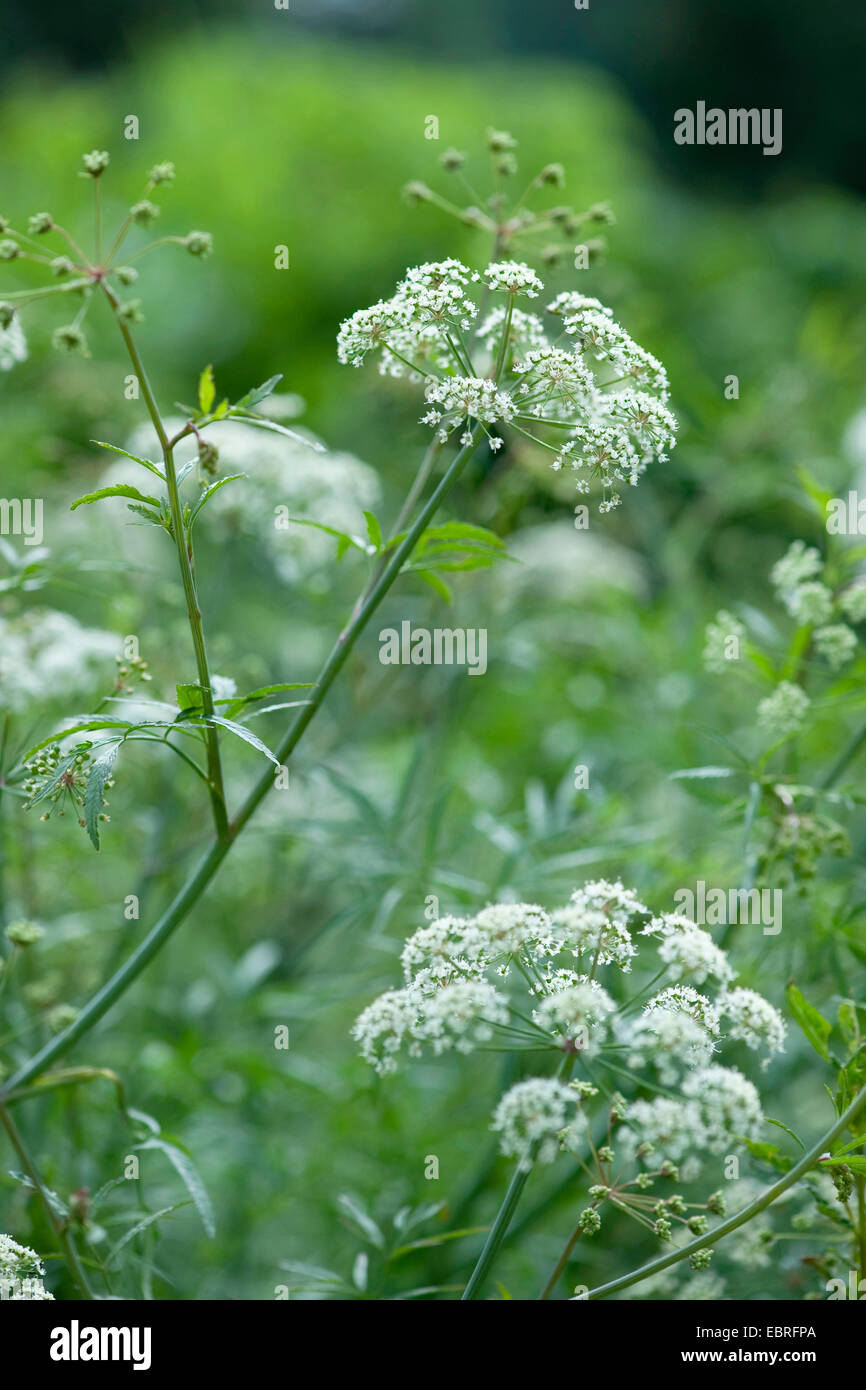 Water hemlock cicuta virosa -Fotos und -Bildmaterial in hoher Auflösung ...