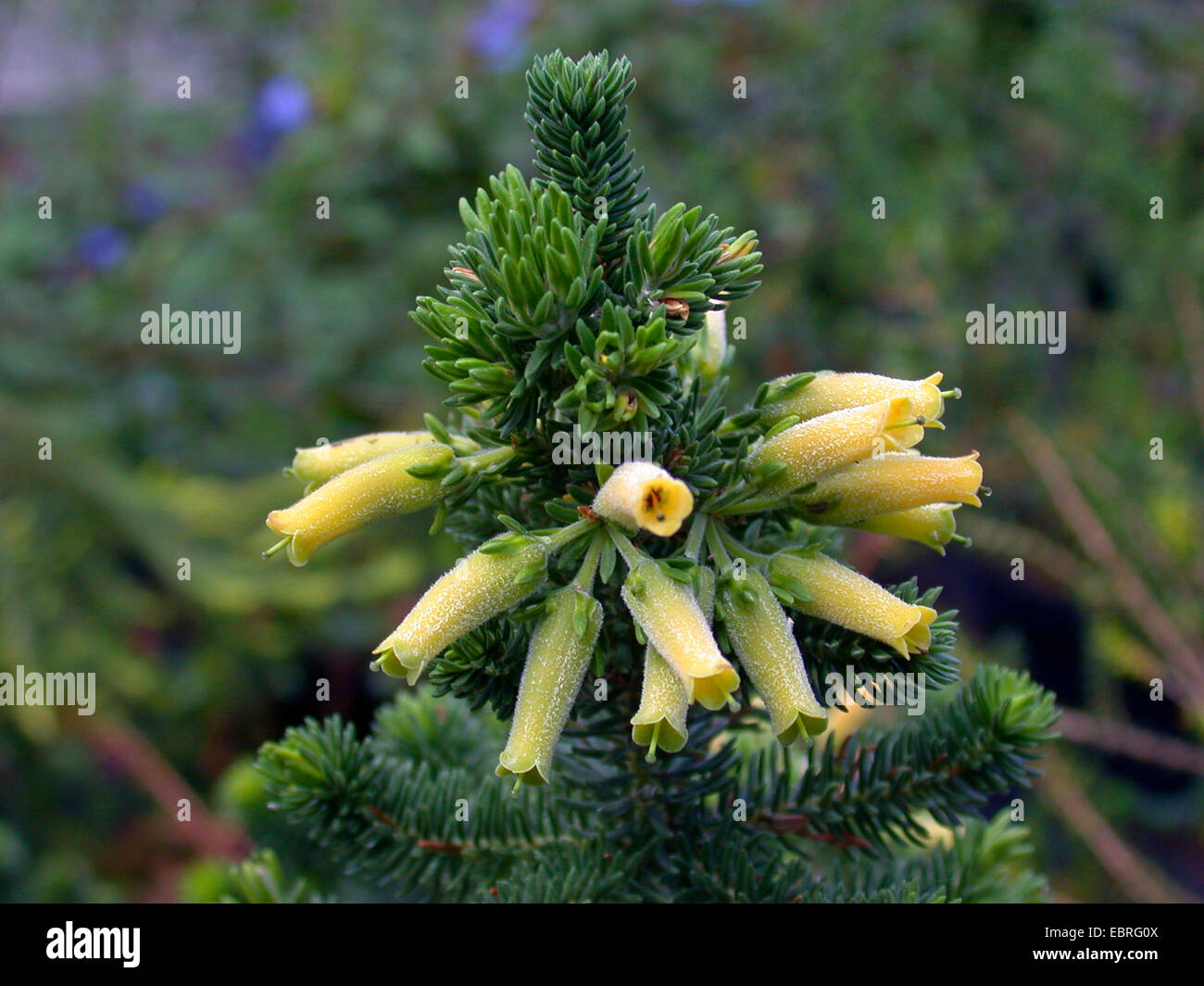 Erica, Heide (Erika Brachialis), blühen Stockfotografie - Alamy