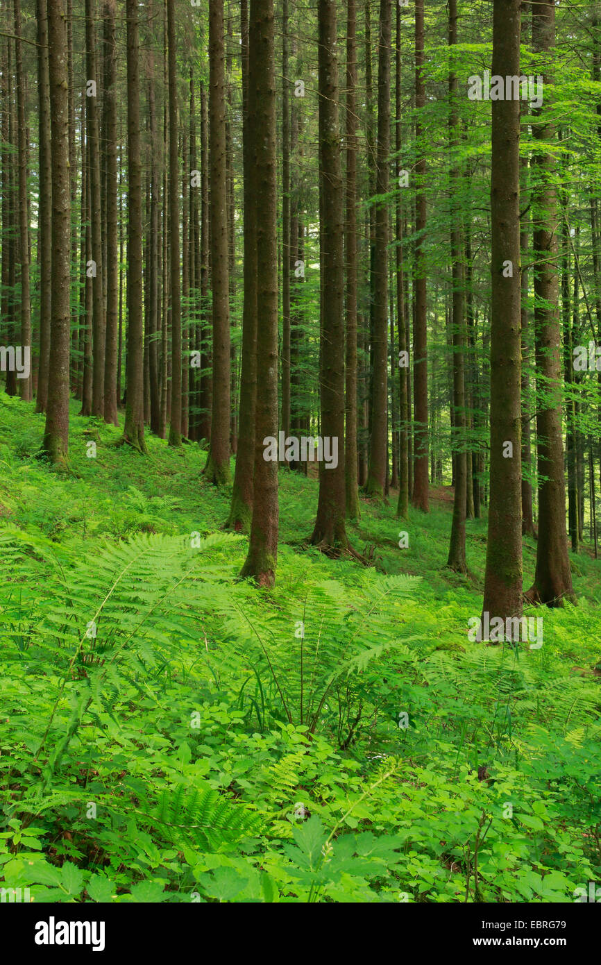 Spruce forest monoculture -Fotos und -Bildmaterial in hoher Auflösung ...
