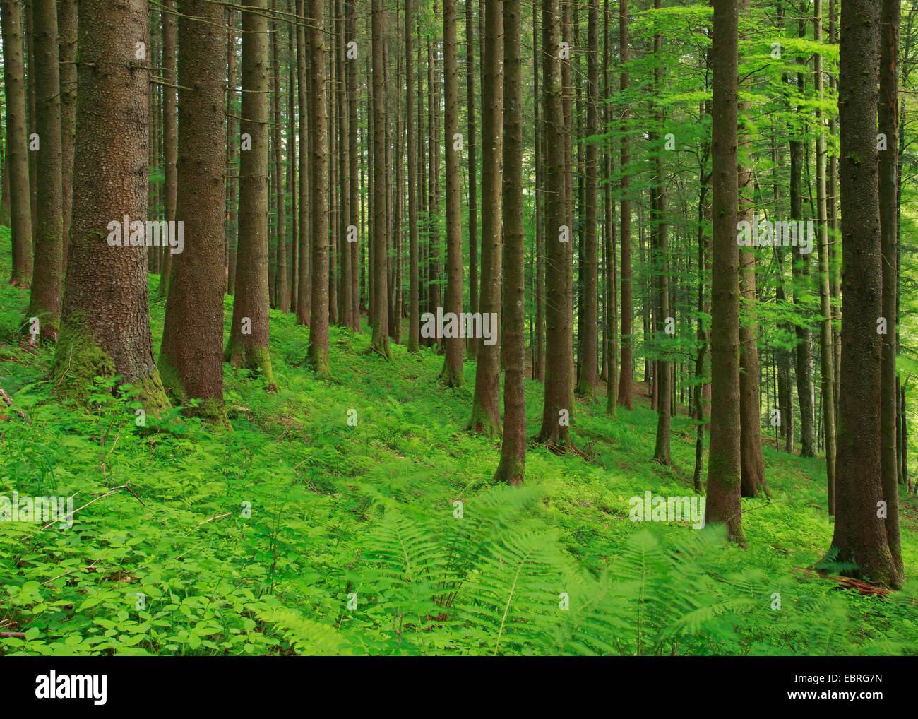 Spruce Forest Monoculture Stockfotos und -bilder Kaufen - Alamy