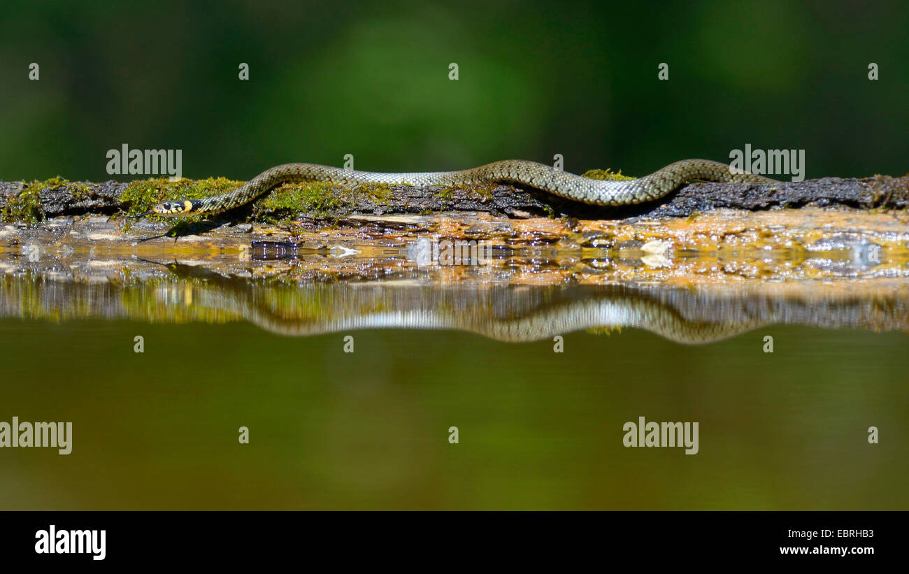 Ringelnatter (Natrix Natrix), am Wasser Mit Spiegelbild, Deutschland ...