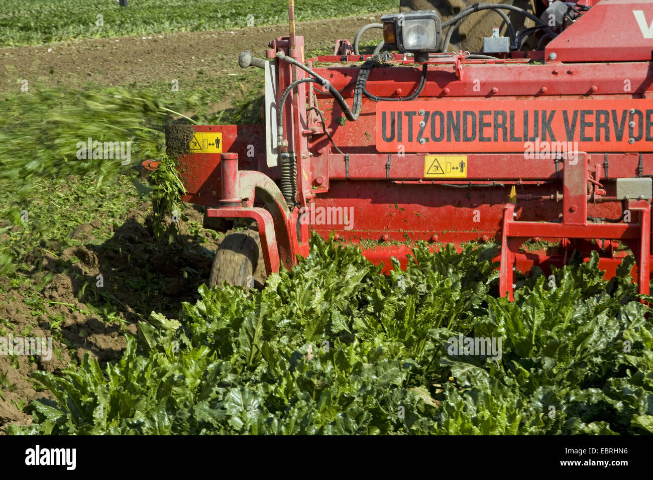 Sugar beet farming harvest -Fotos und -Bildmaterial in hoher Auflösung ...