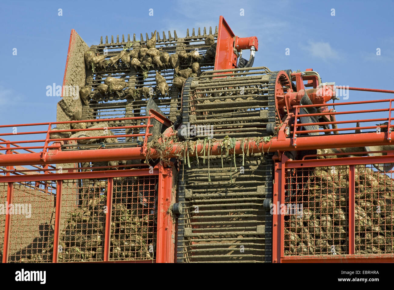 Sugar Beet Farming Harvest Stockfotos & Sugar Beet Farming Harvest ...