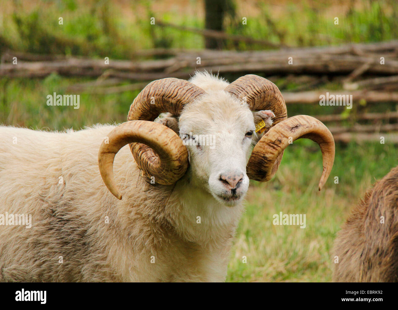 Sheep ram skudde ovis ammon -Fotos und -Bildmaterial in hoher Auflösung ...