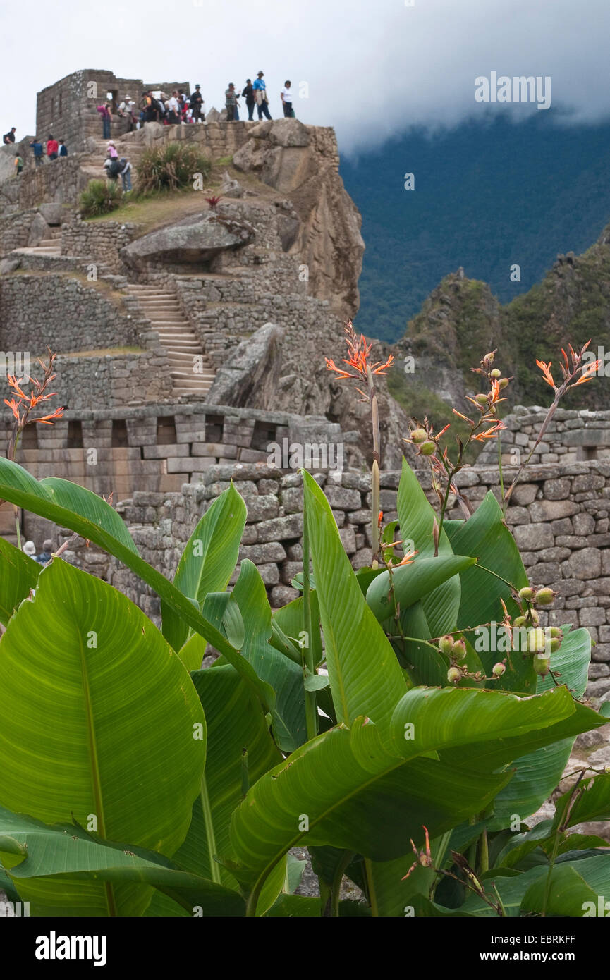 Indische erschossen, Canna, Poloke (Canna Indica), Reisegruppe im alten ...