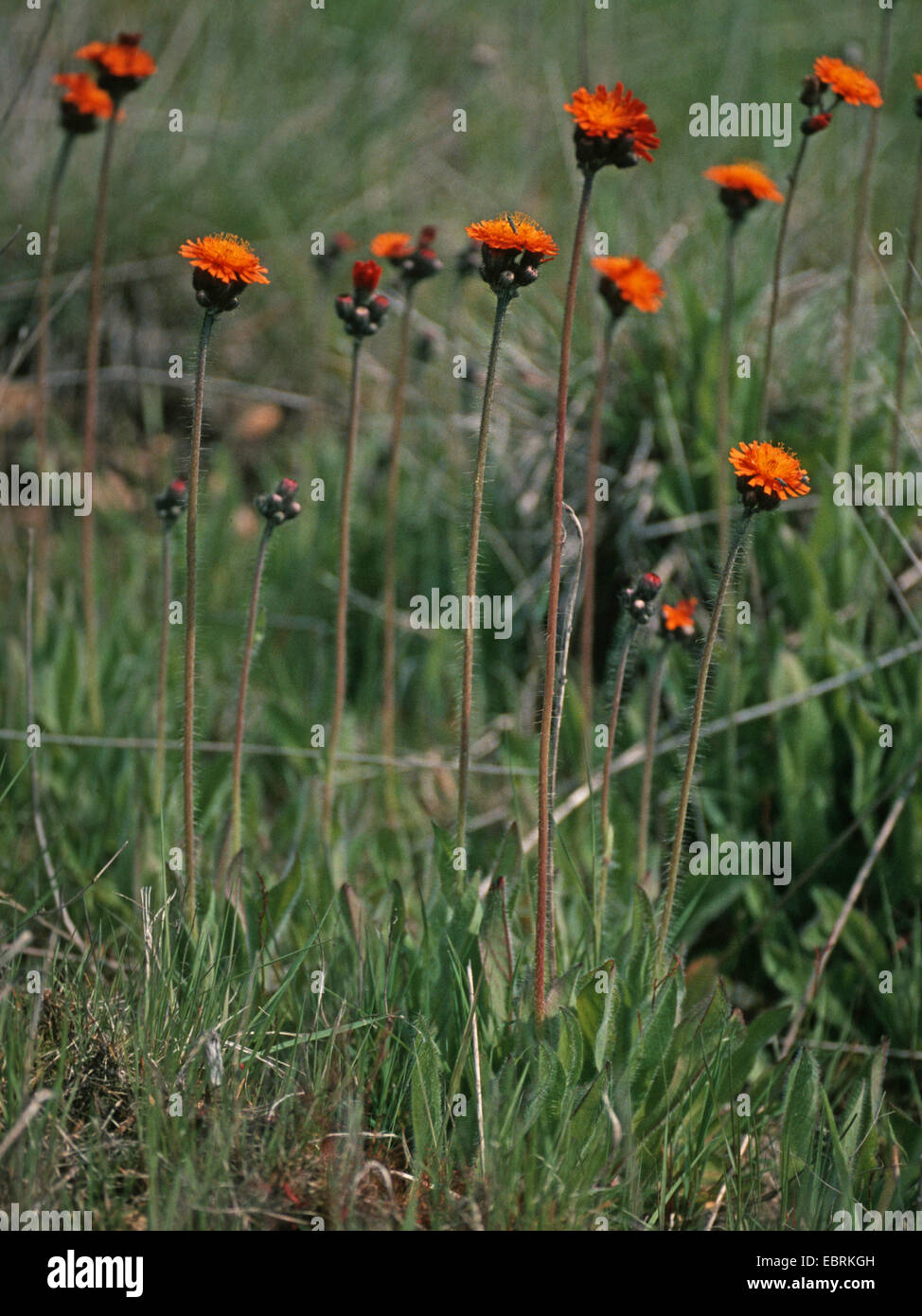 Grim the collier -Fotos und -Bildmaterial in hoher Auflösung – Alamy
