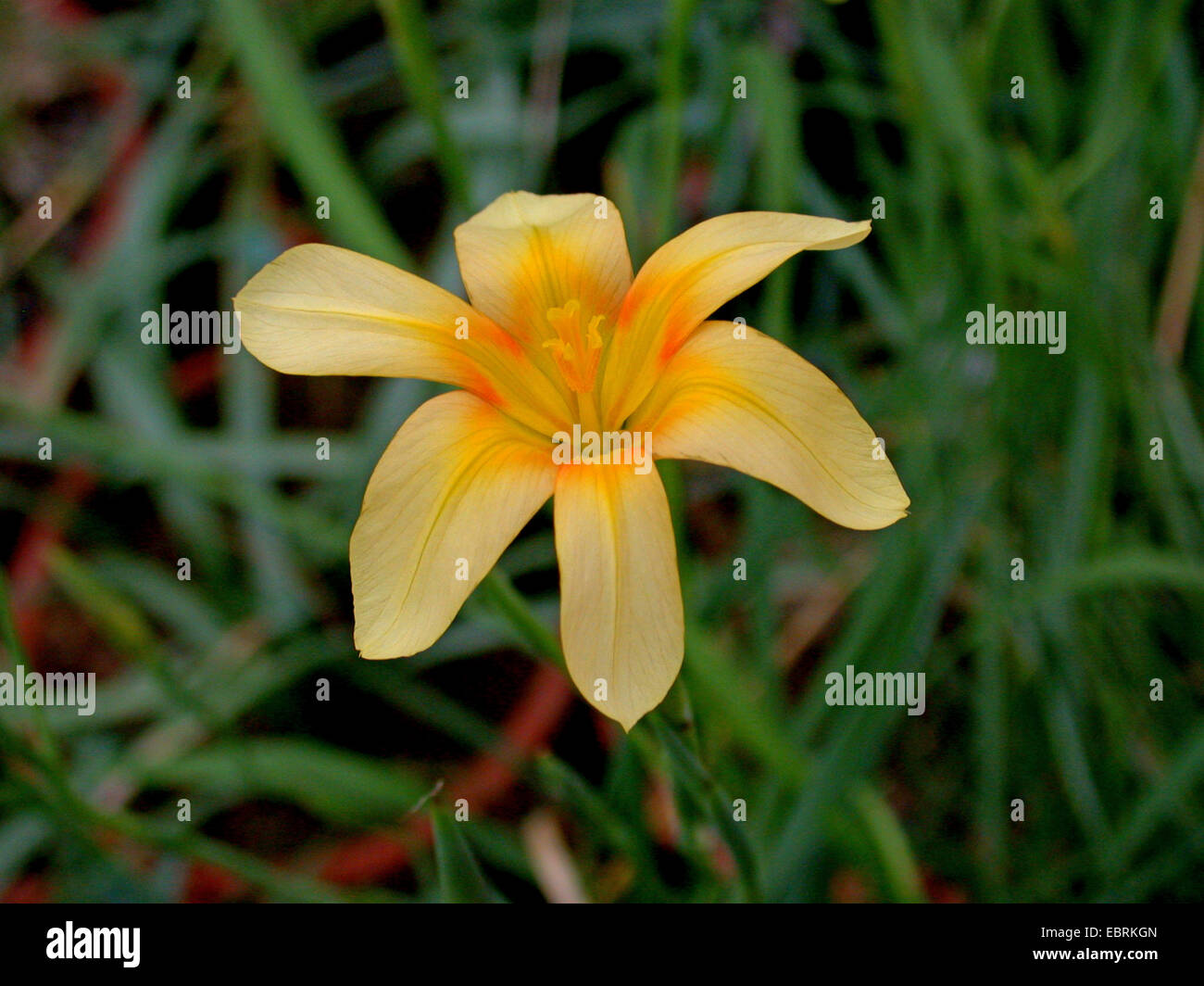 Kap blume -Fotos und -Bildmaterial in hoher Auflösung – Alamy
