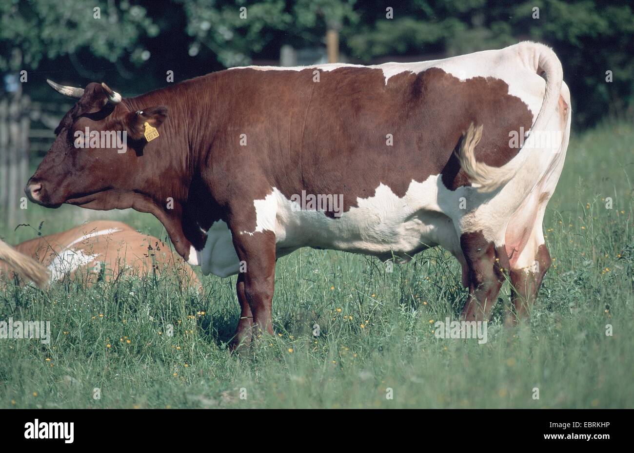 Pinzgauer, Pinzgauer Rind (Bos Primigenius F. Taurus), auf einer Weide ...