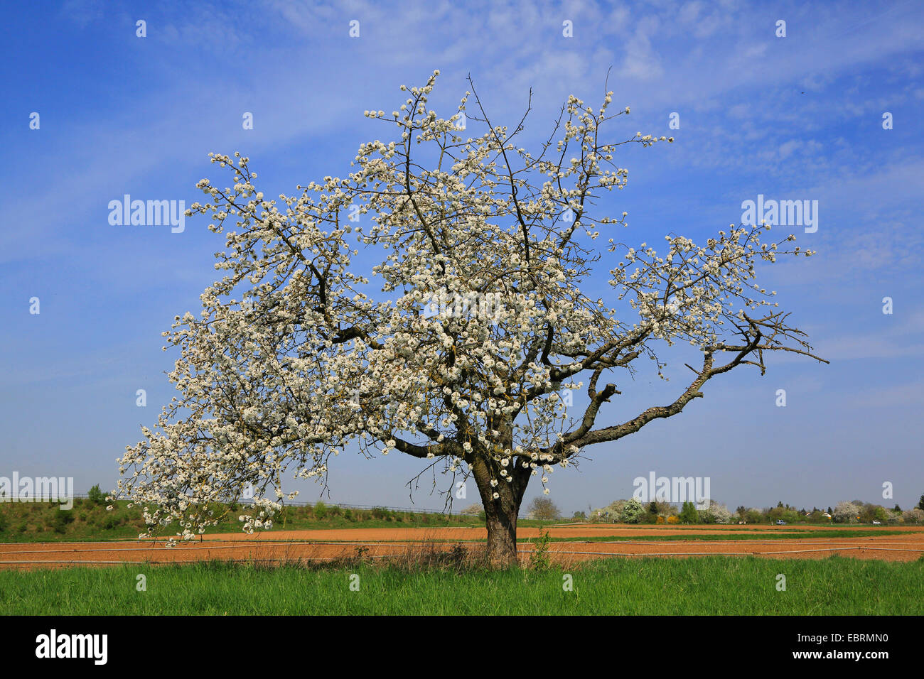 Kirsche prunus avium -Fotos und -Bildmaterial in hoher Auflösung – Alamy