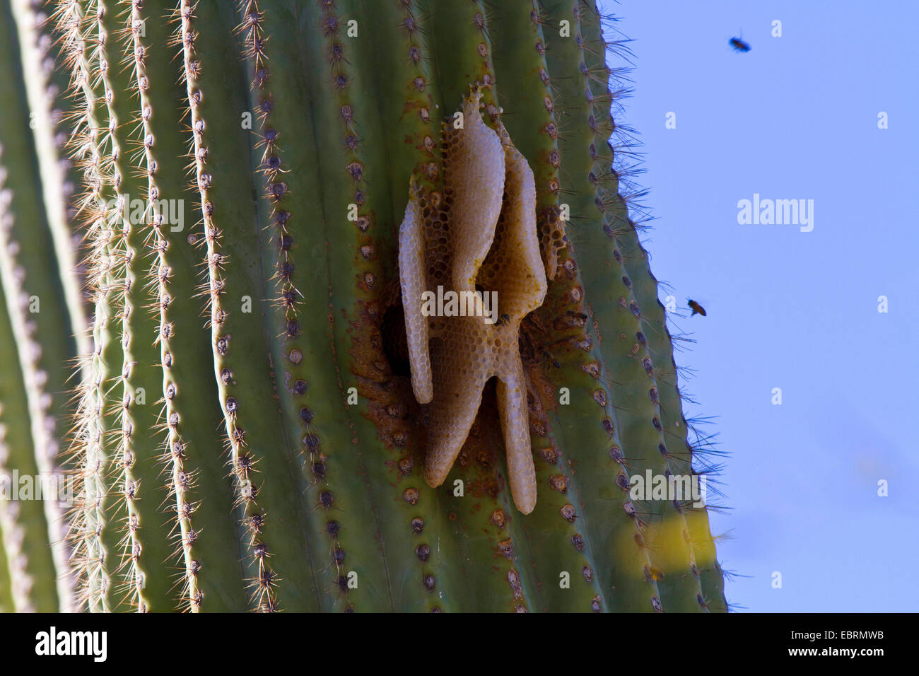 Hive (Hummeln, Bienen und Prachtbienen) Bienen (Apidae), Waben der ...