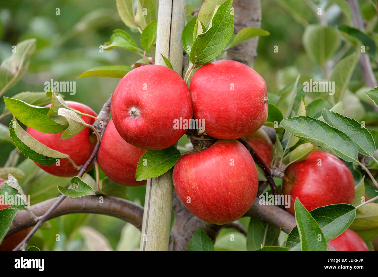 Braeburn sorte -Fotos und -Bildmaterial in hoher Auflösung – Alamy