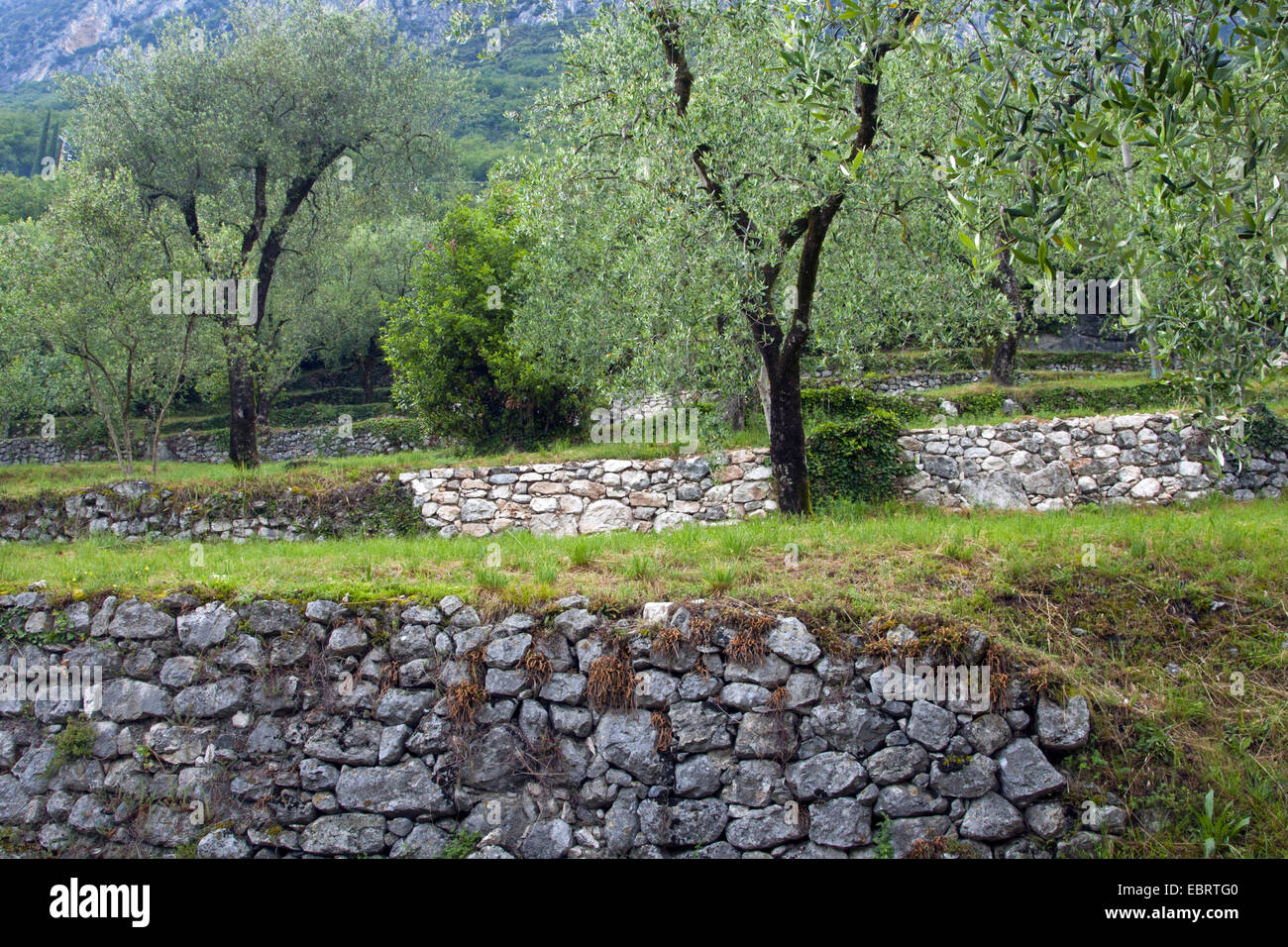 Olivenbaum (Olea Europaea SSP. Sativa), Olivenhain am Gardasee, Italien ...