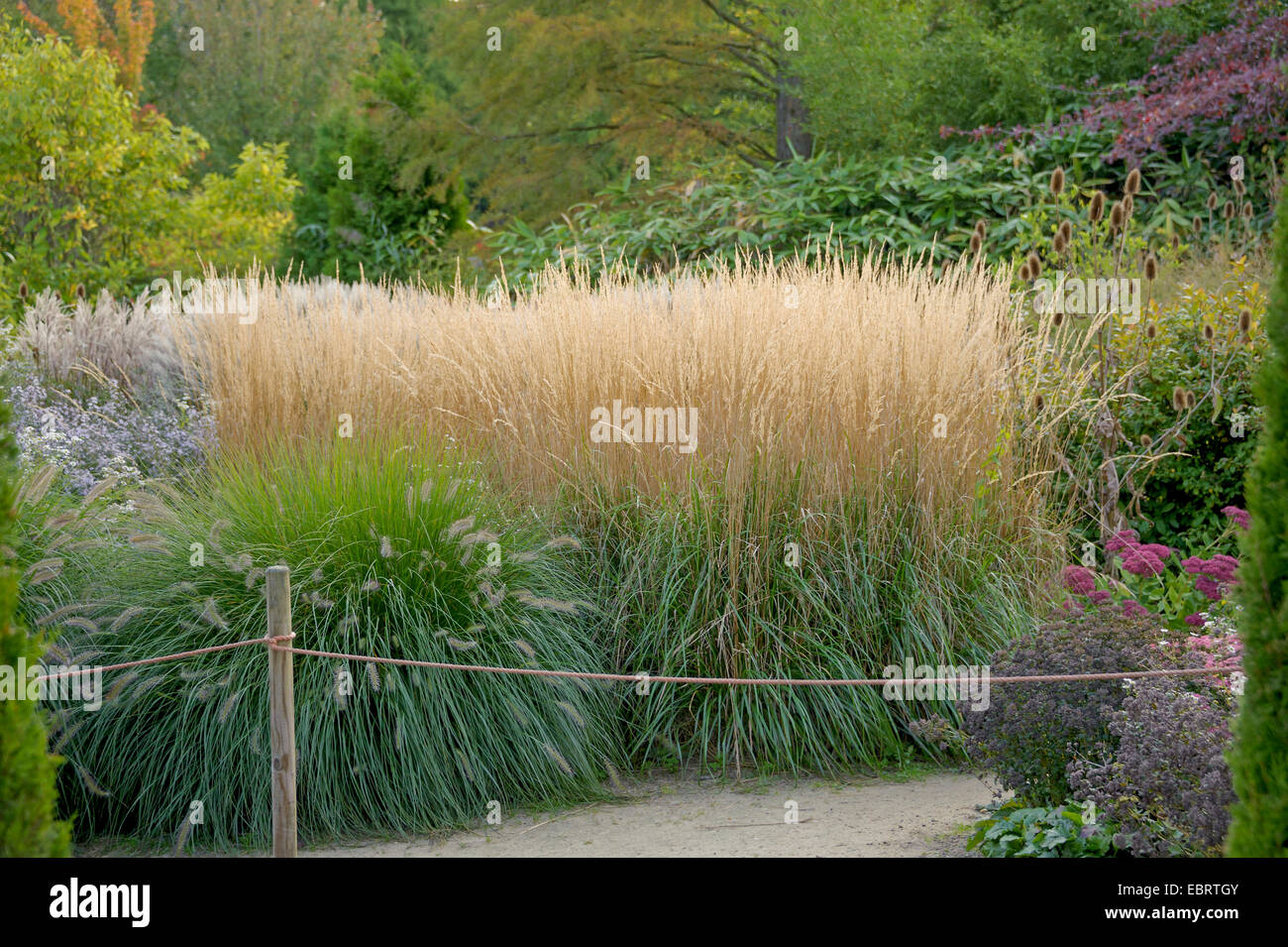 lila klein-Reed (Calamagrostis x Acutiflora 'Karl Foerster ...
