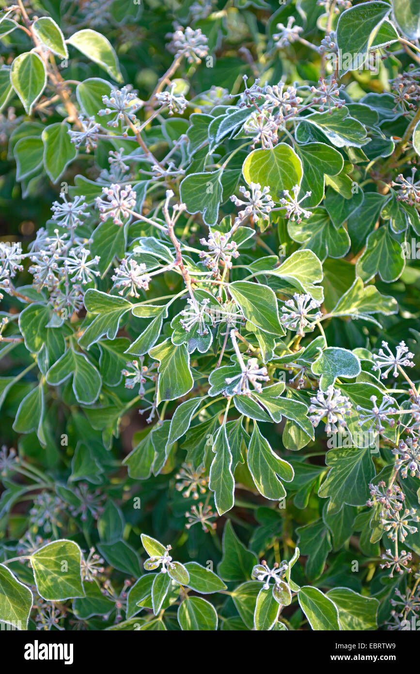 Arborescens sorten -Fotos und -Bildmaterial in hoher Auflösung – Alamy