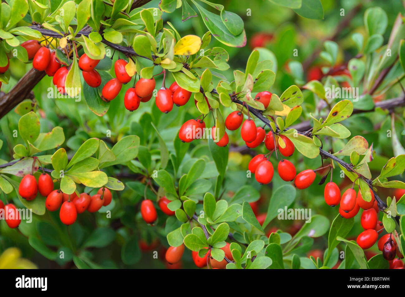 Japanische Berberitze (Berberis Thunbergii var. Atropurpurea, Berberis ...