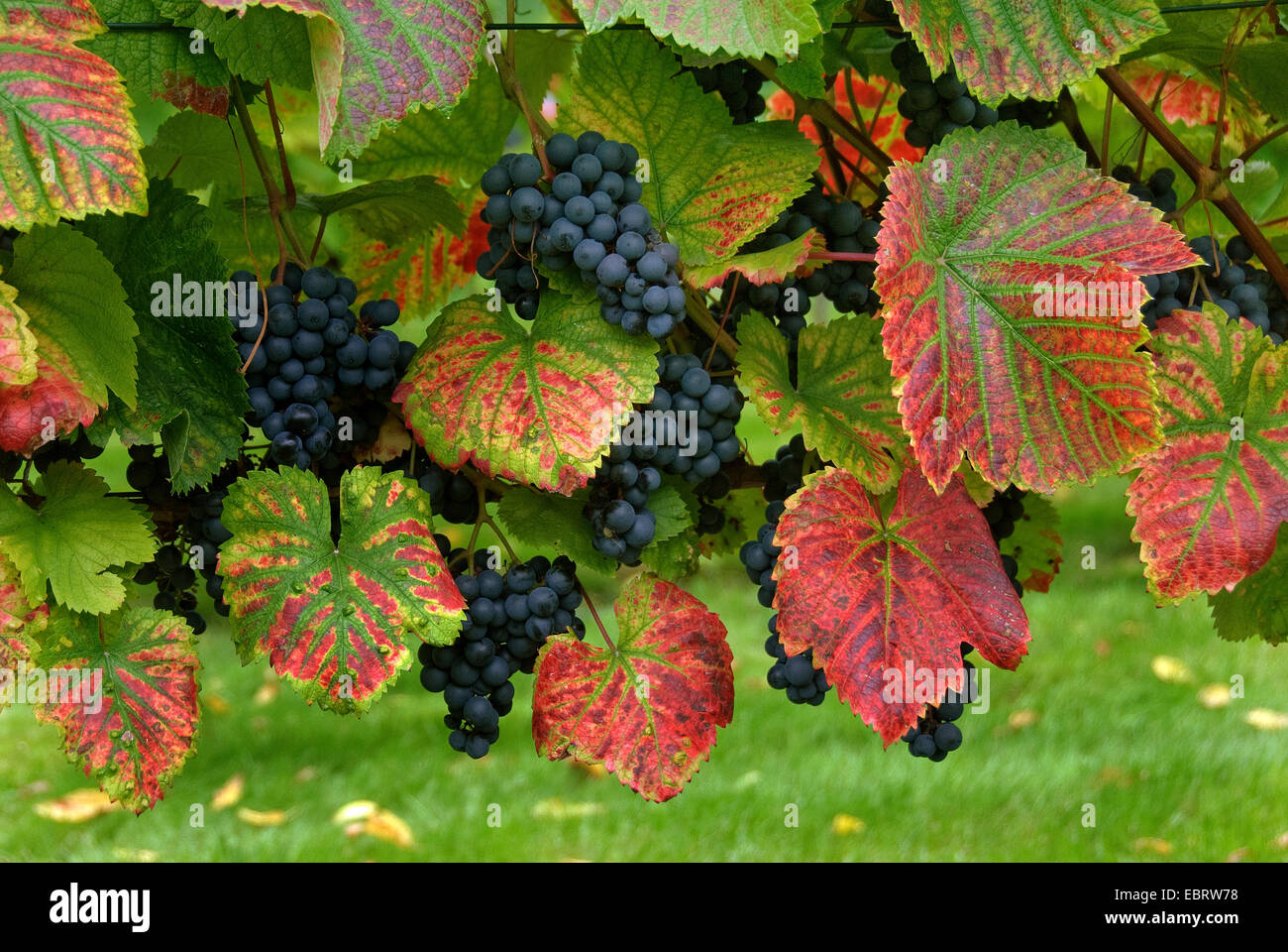 Rebe, Weinrebe (Vitis Vinifera "Regent", Vitis Vinifera Regent), Sorte ...