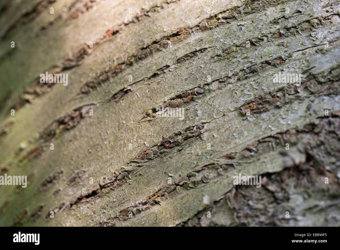 Rinde des kirschbaums -Fotos und -Bildmaterial in hoher Auflösung – Alamy
