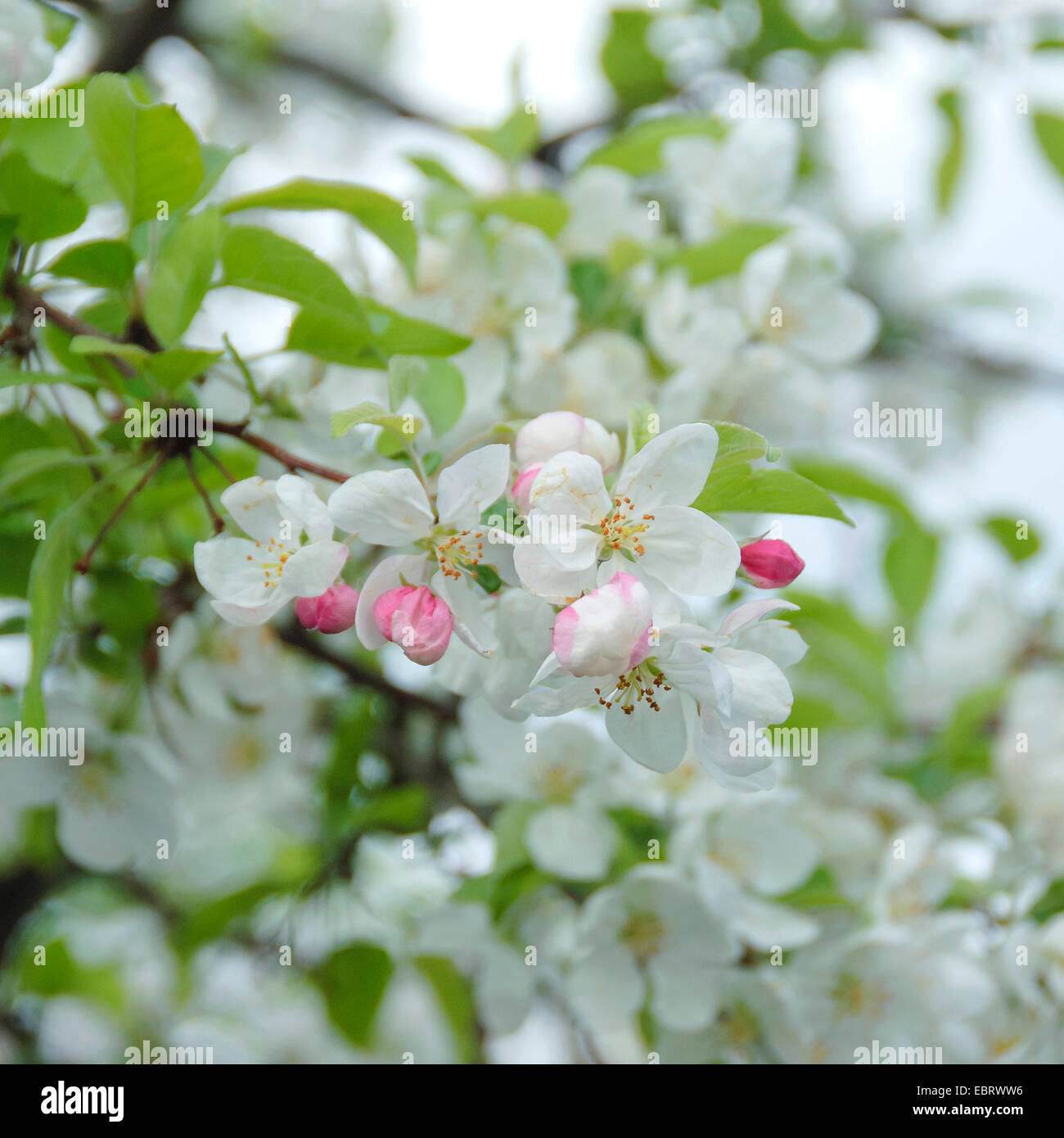 Ornamentale Apfelbaum (Malus 'Evereste' Malus Evereste), Sorte Evereste ...