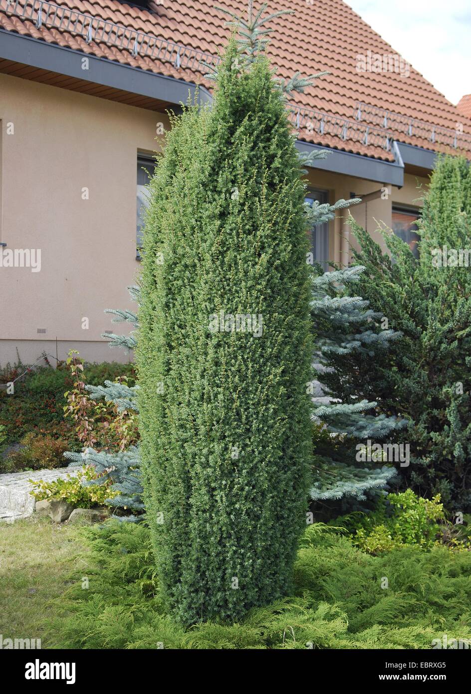 Wacholder sorte -Fotos und -Bildmaterial in hoher Auflösung – Alamy