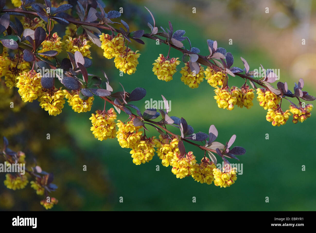 Ottowan Berberitze (Berberis Ottawensis 'Superba', Berberis Ottawensis ...