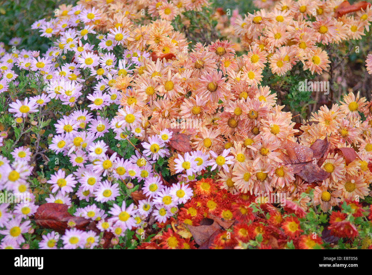 Astern sorten -Fotos und -Bildmaterial in hoher Auflösung – Alamy