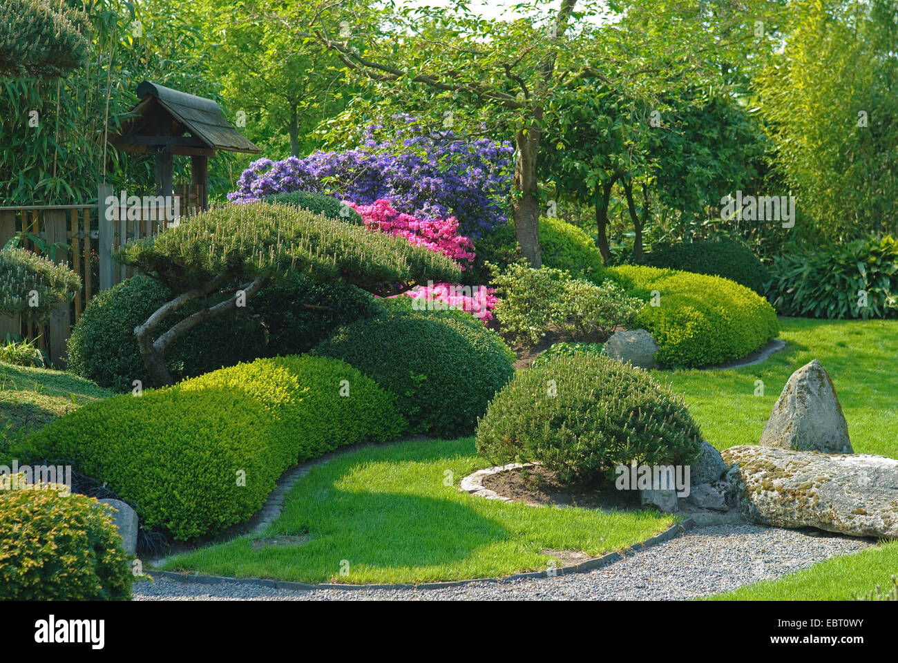 Mugo kiefer pinus mugo pumilio -Fotos und -Bildmaterial in hoher ...