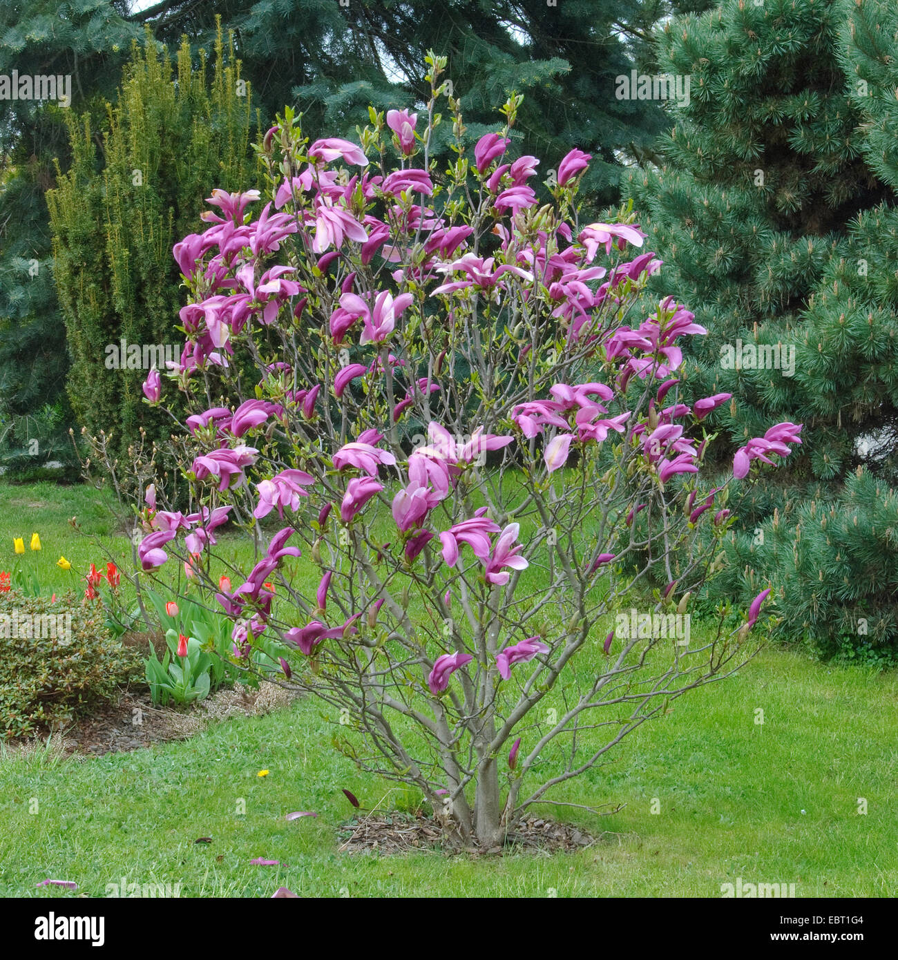 Purpur Magnolie (Magnolia Liliiflora "Susan", Magnolia Liliiflora Susan ...