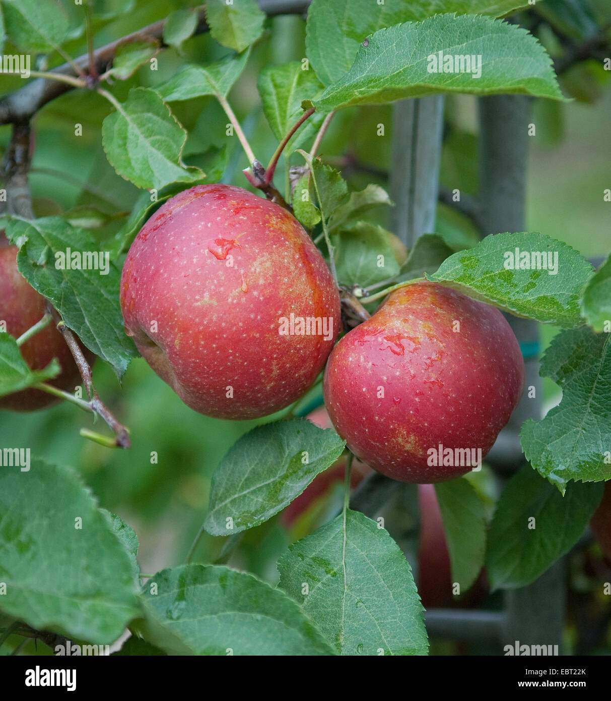 Apfelbaum malus domestica boskoop -Fotos und -Bildmaterial in hoher ...