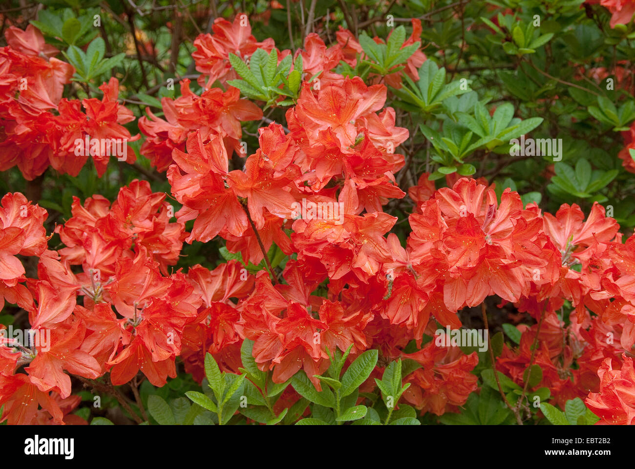 Rhododendron luteum joseph dietzgen -Fotos und -Bildmaterial in hoher ...