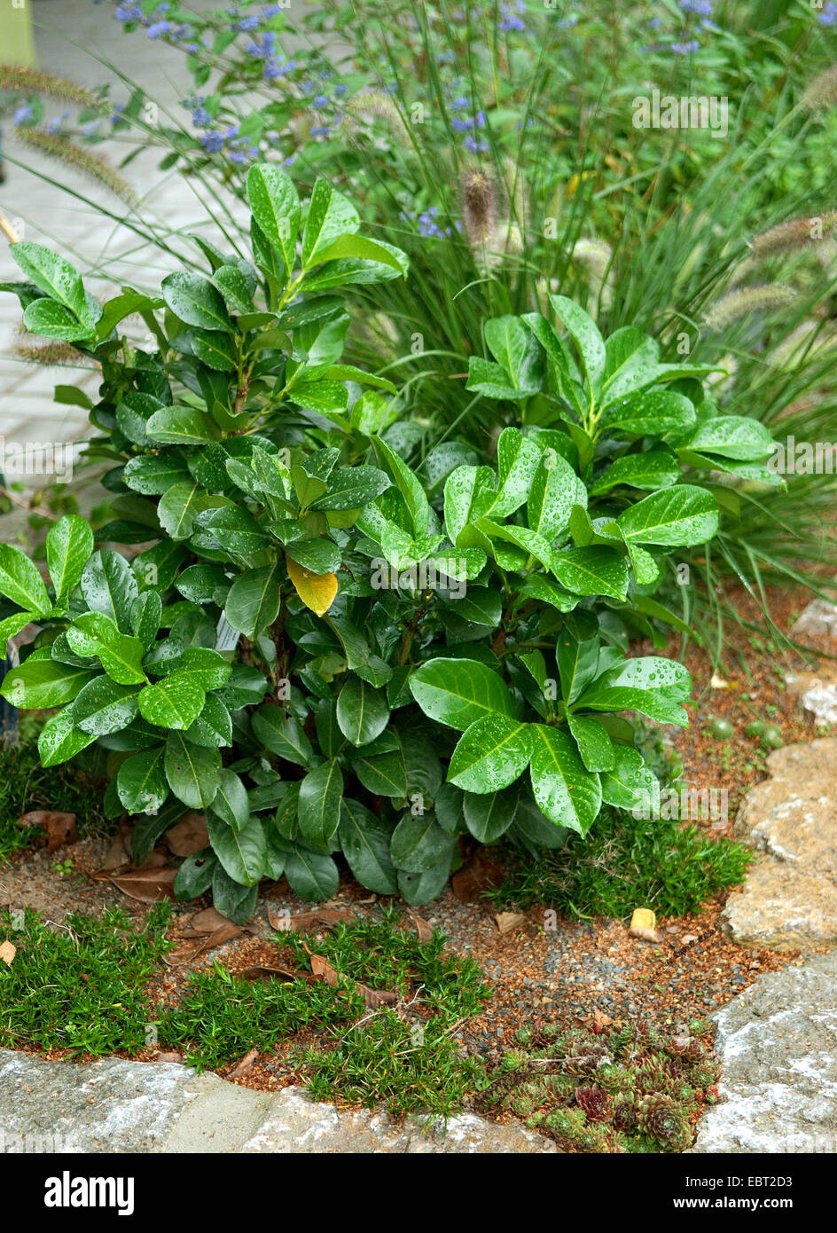 Kirschlorbeer (Prunus Laurocerasus 'Rotundifolia', Prunus Laurocerasus ...