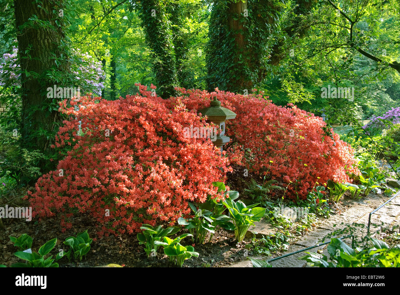 Azalea Rhododendron Obtusum Stockfotos und -bilder Kaufen - Alamy