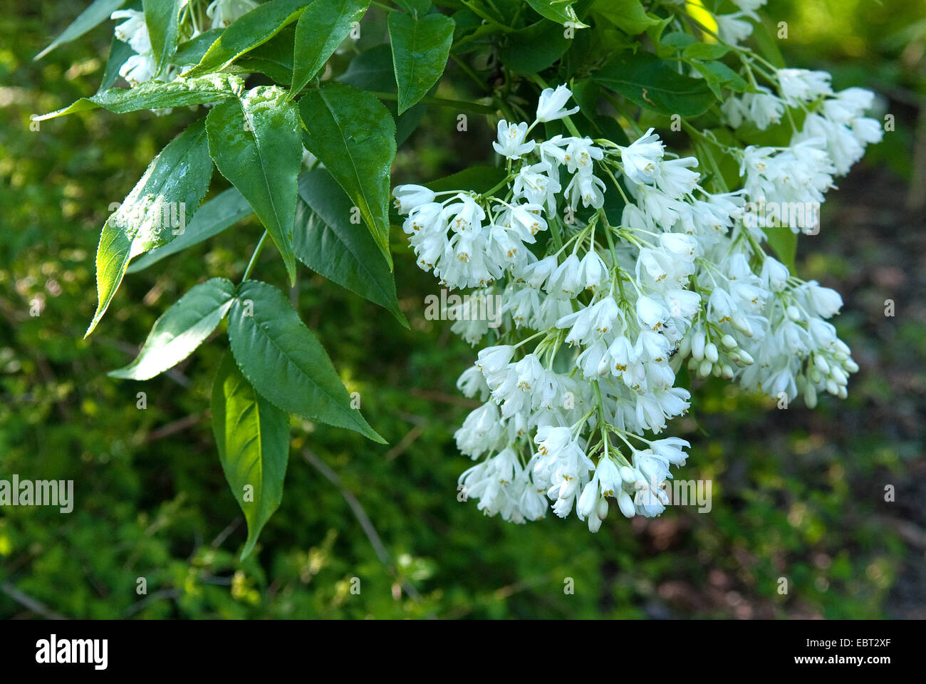 Colchis bladdernut -Fotos und -Bildmaterial in hoher Auflösung – Alamy