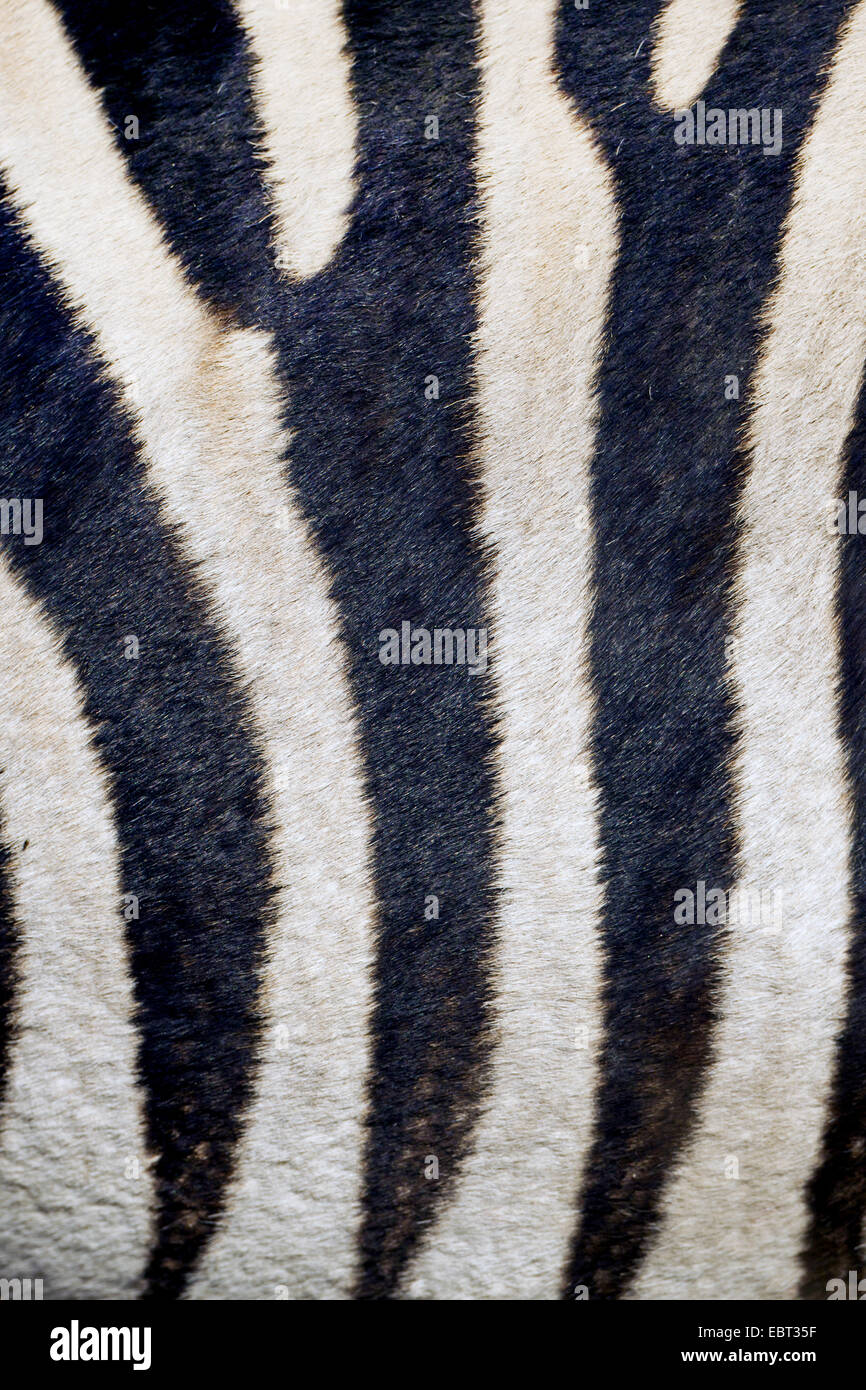 Burchell Zebra, Zebra, gemeinsame Zebra (Equus Quagga Burchelli, Equus ...