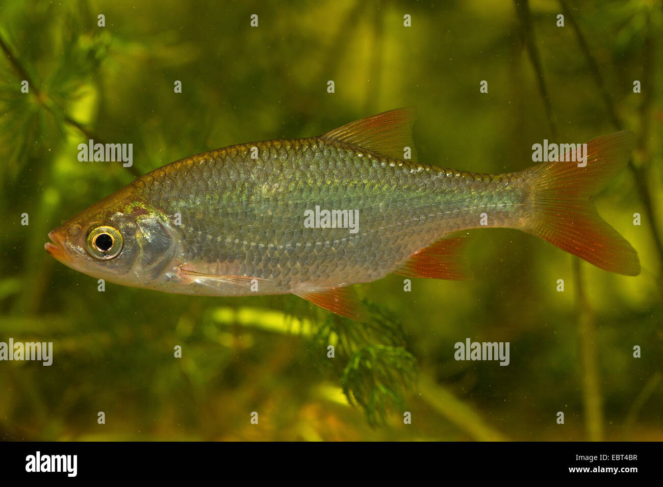 Scardinius erythrophthalmus fisch -Fotos und -Bildmaterial in hoher ...