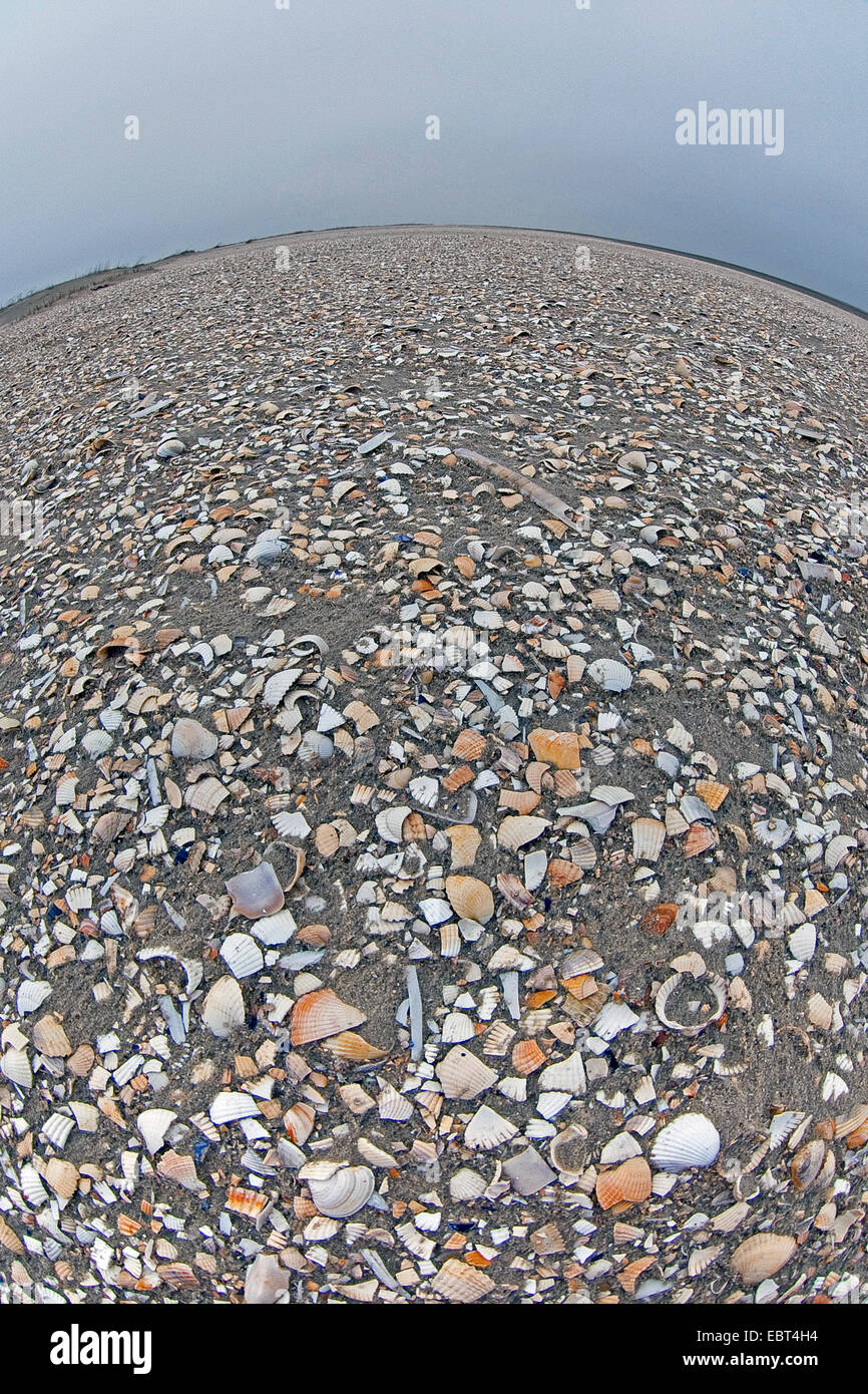 Muscheln am nordseestrand -Fotos und -Bildmaterial in hoher Auflösung ...