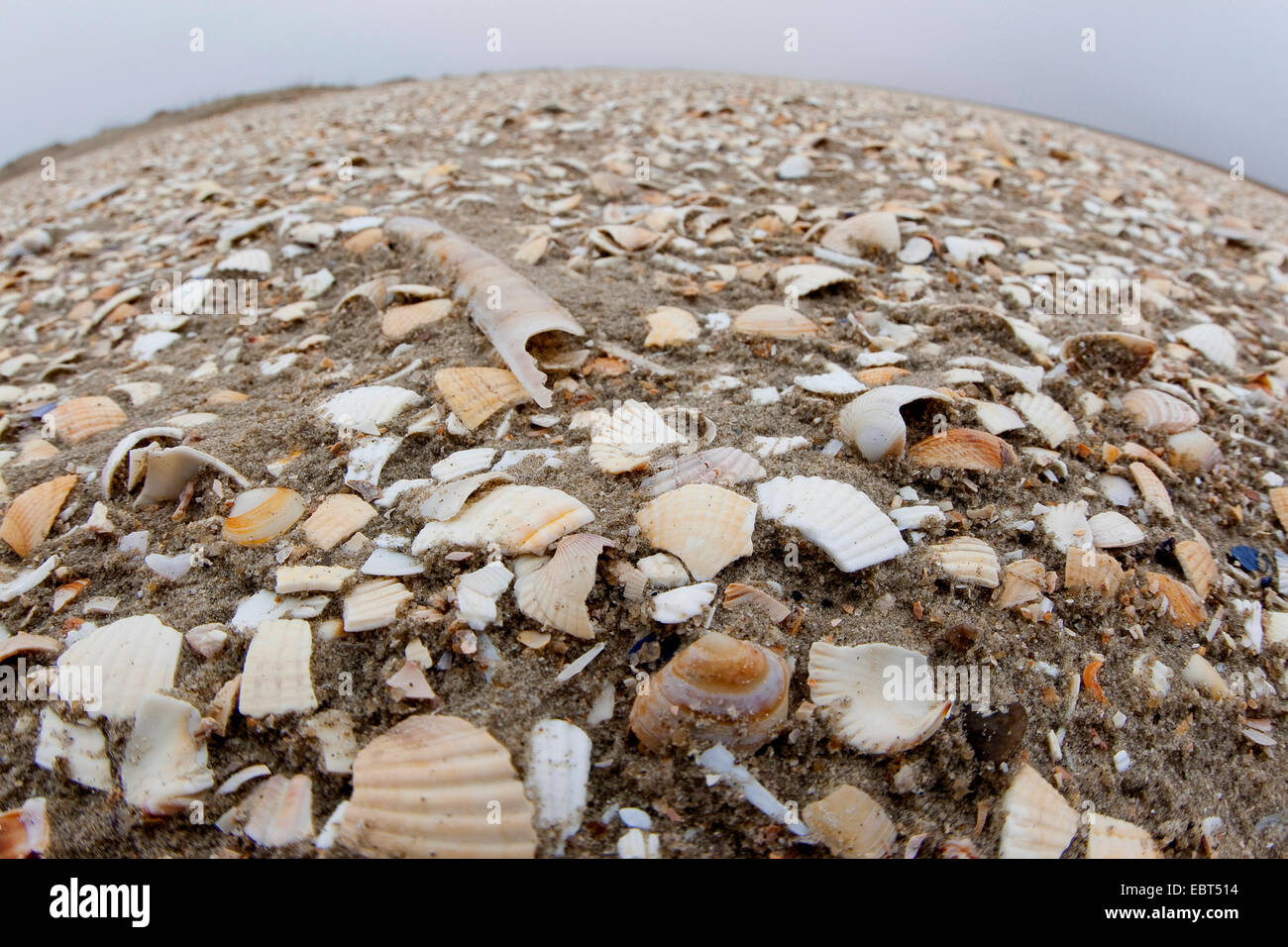 Muscheln am nordseestrand -Fotos und -Bildmaterial in hoher Auflösung ...